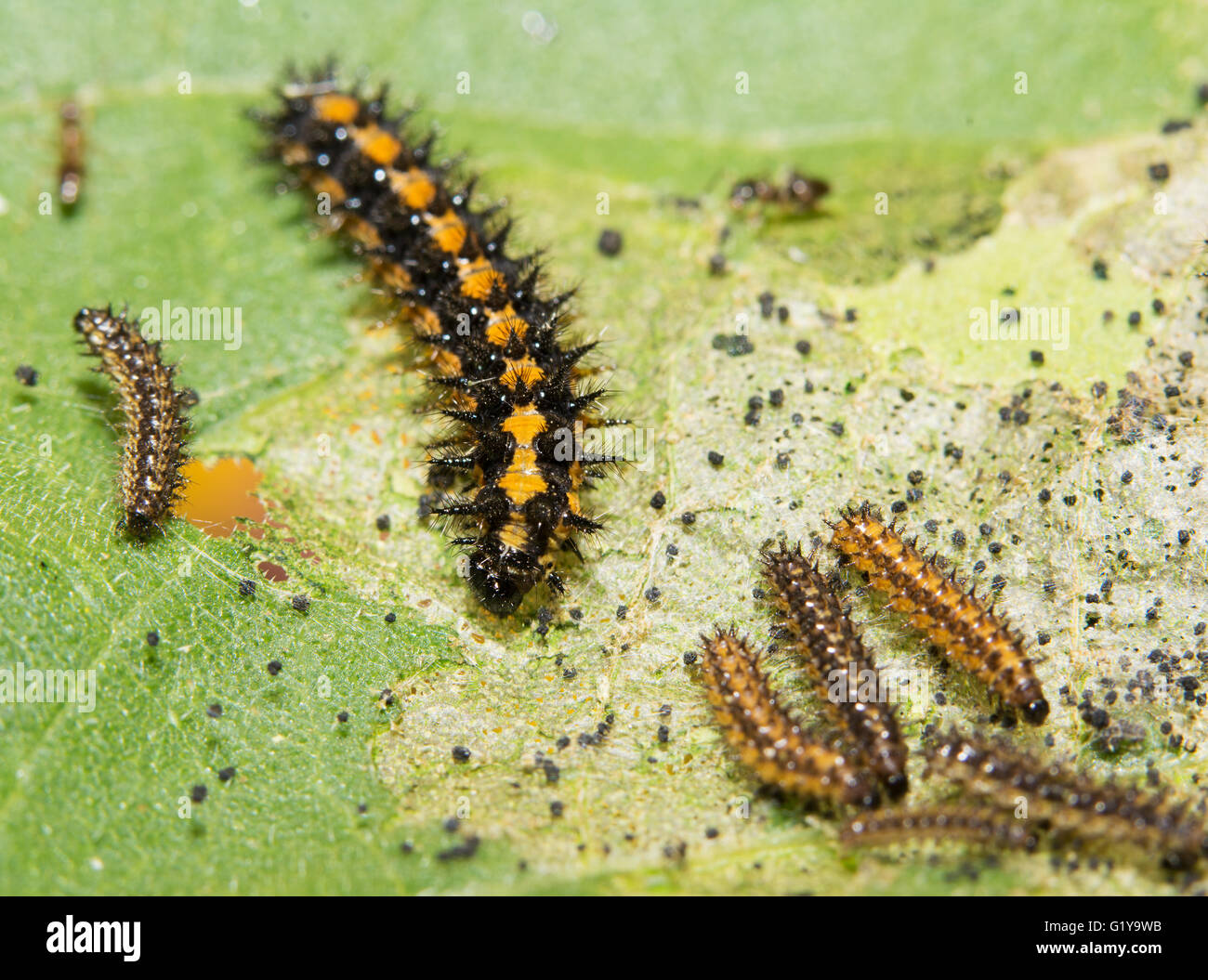 Checkerspot Stock Photos & Checkerspot Stock Images - Alamy