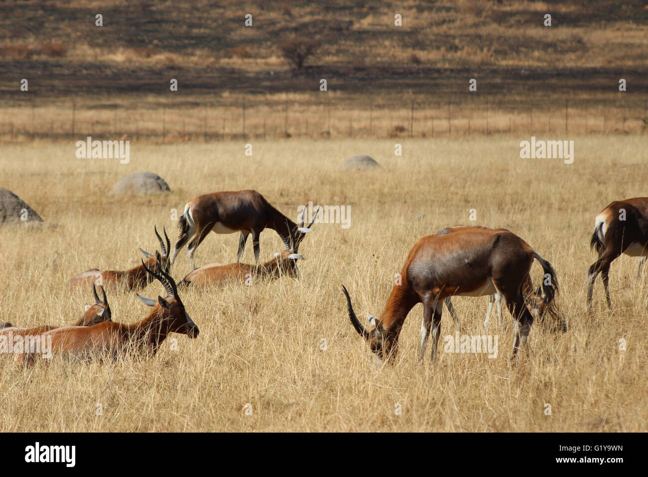 herd of deer in Africa grassland Stock Photo - Alamy