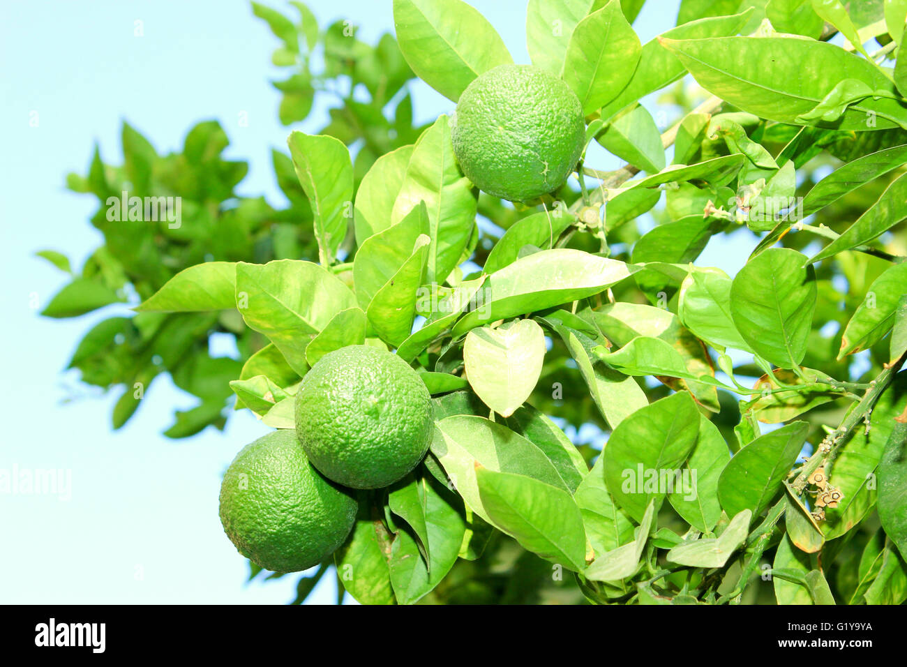 Orange Green tree Stock Photo - Alamy