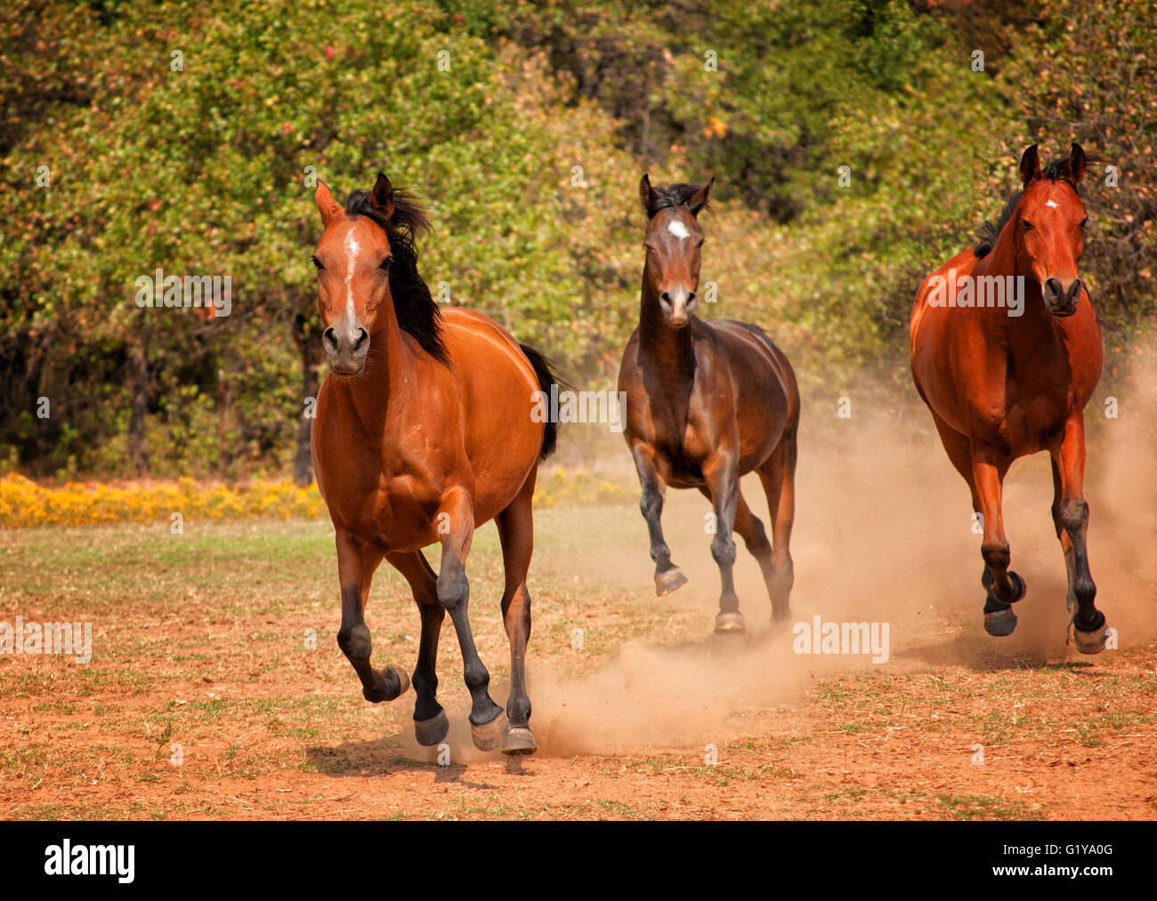 Three Arabian horses racing in the pasture, raising a cloud of dust ...