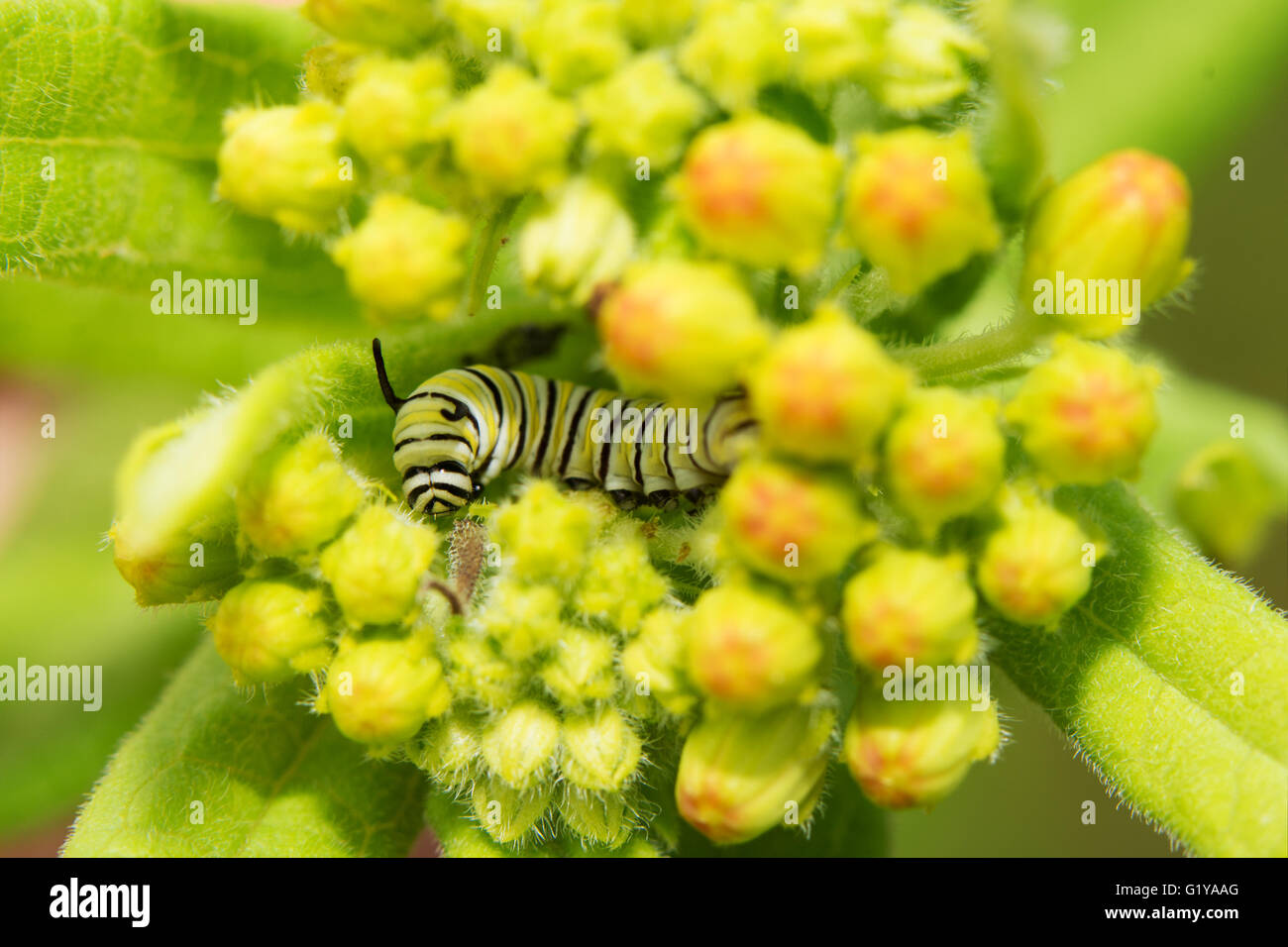 Very young Monarch caterpillar eating on Milkweed buds, nestled inside ...