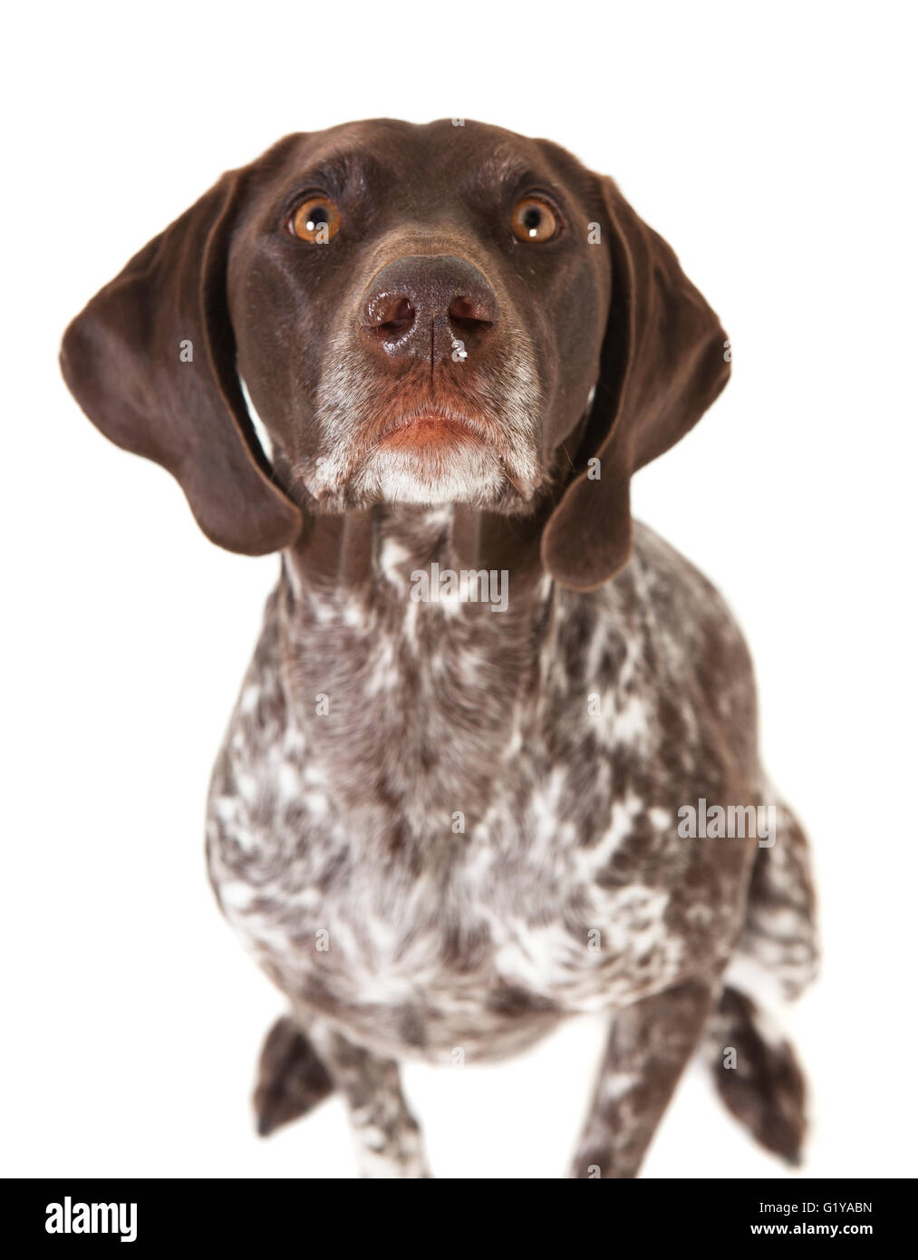 Portrait of a pointer dog hi-res stock photography and images - Alamy