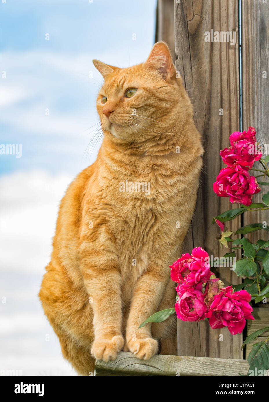 Cat roses hi-res stock photography and images - Alamy