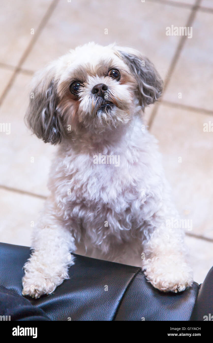 Inquisitive dog hi-res stock photography and images - Alamy