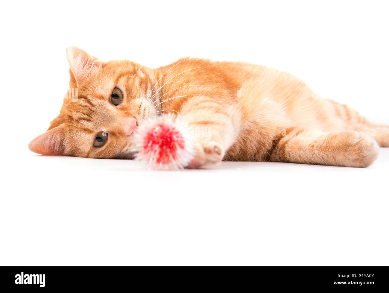 Orange tabby cat playing with a red fuzzy ball, focus on his attentive ...