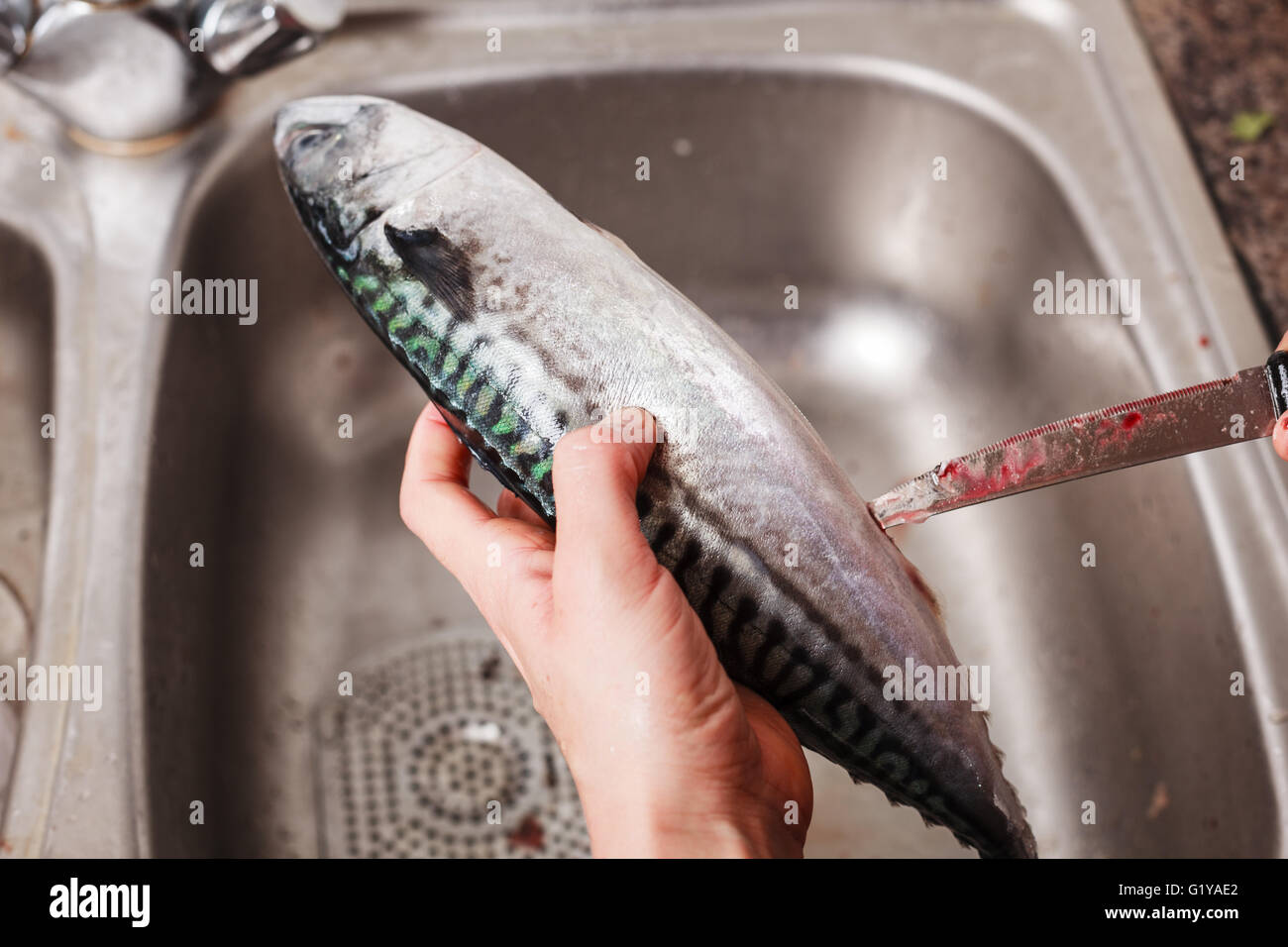 Close up on the hands of a young woman as she is gutting and cleaning a ...