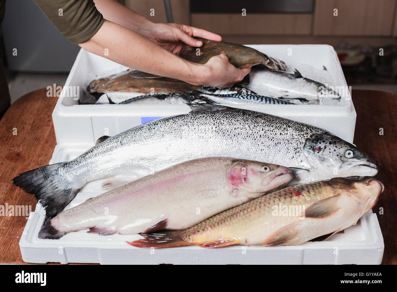 A young woman is sorting a box of fresh fish at home in her kitchen ...