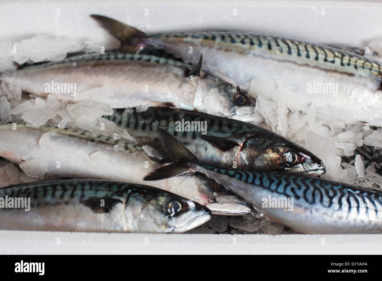A box of freshly caught mackerel Stock Photo - Alamy