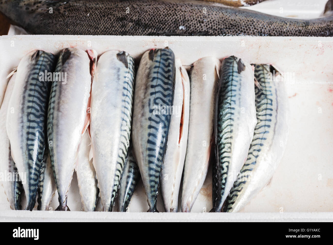 A bunch of cleaned and gutted mackerel arranged in a box with ice Stock ...
