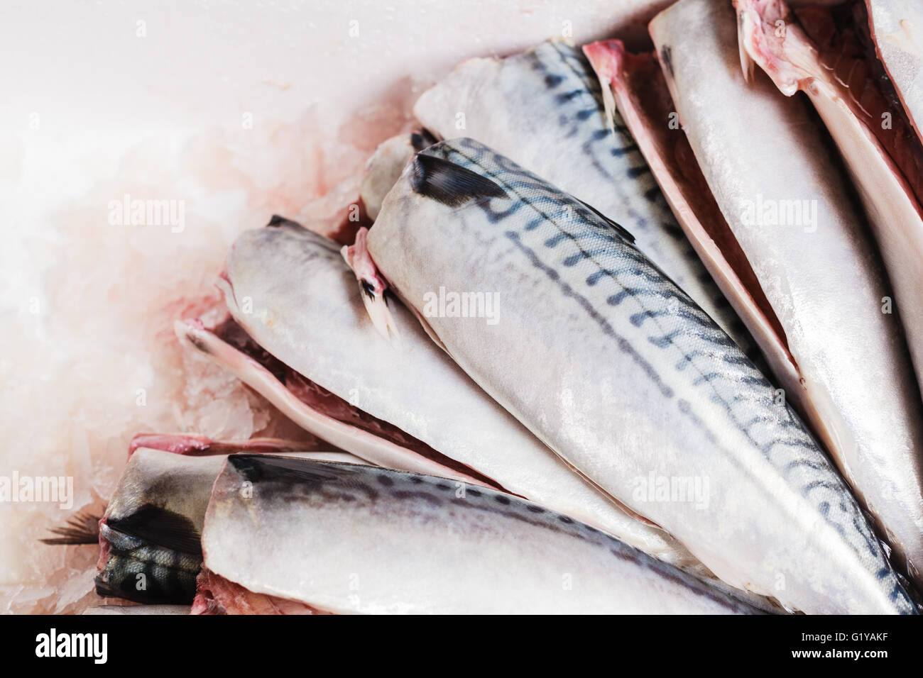 A bunch of cleaned and gutted mackerel arranged in a box with ice Stock ...