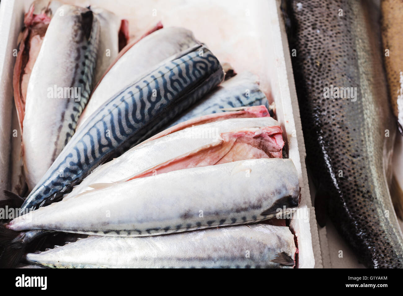A bunch of cleaned and gutted mackerel arranged in a box with ice Stock ...