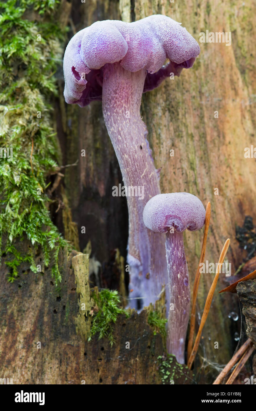 Deceiver fungus hi-res stock photography and images - Alamy