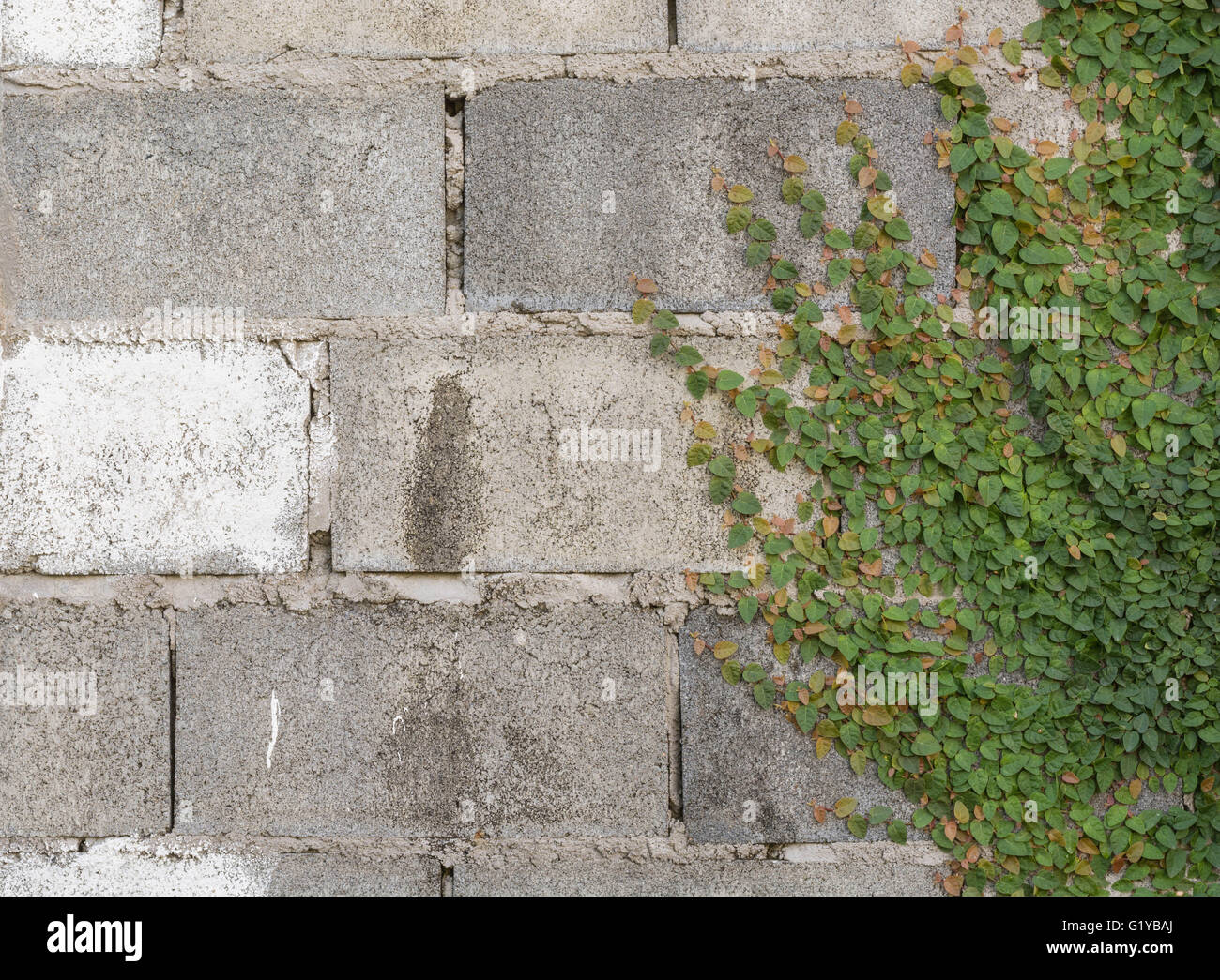 Abstract plant wall background Stock Photo - Alamy