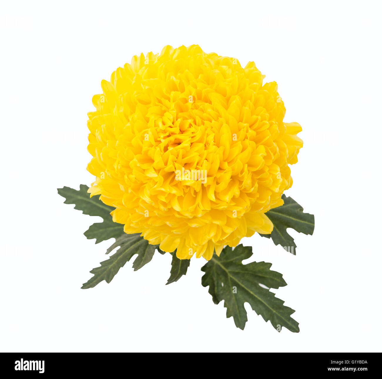 Fresh big yellow white chrysanthemum hi-res stock photography and ...
