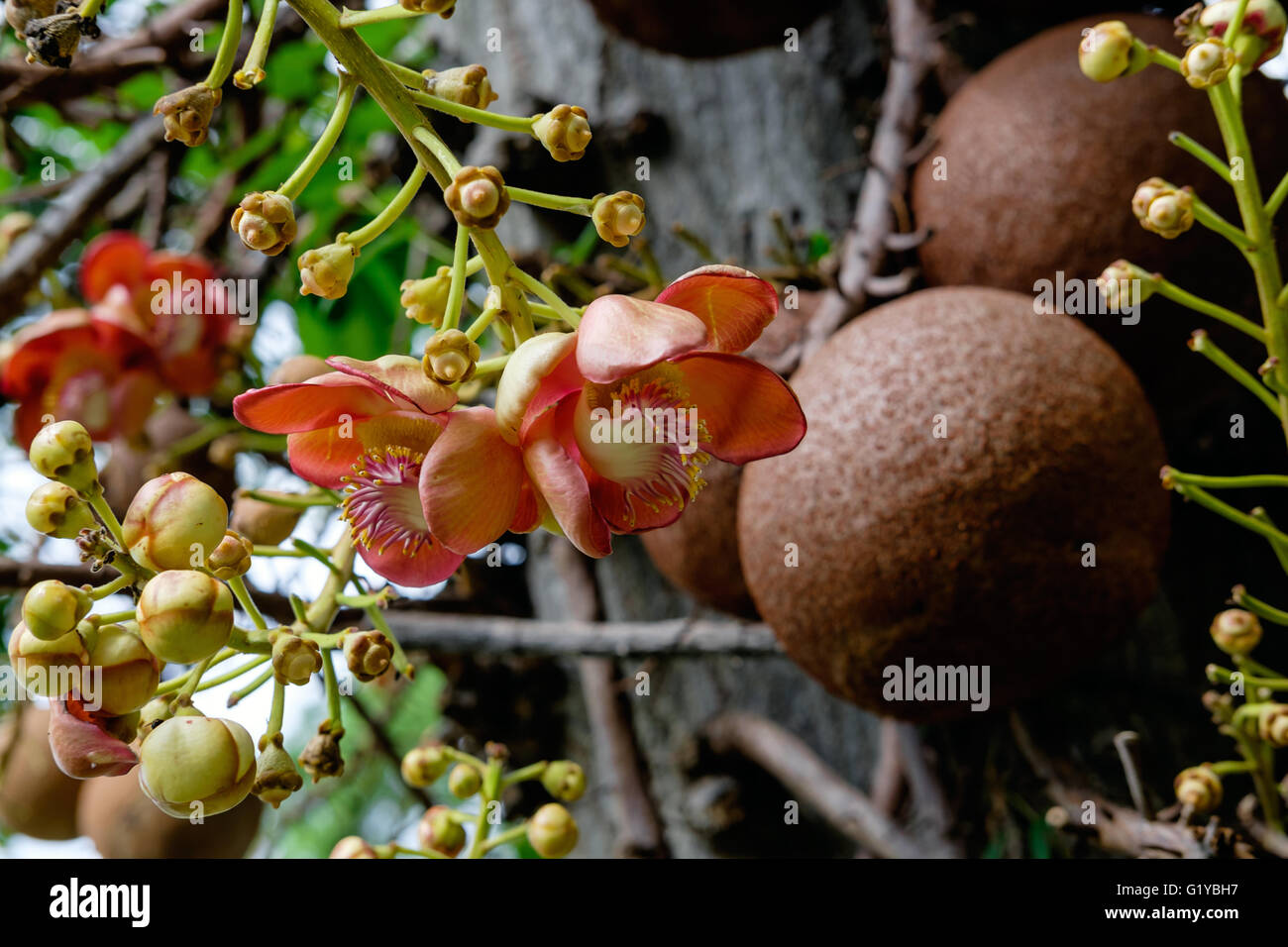 Couroupita guianensis - Cannonball tree flowers Stock Photo - Alamy