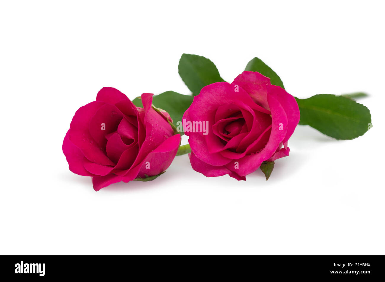 Two pink rose lying down on a white background Stock Photo - Alamy