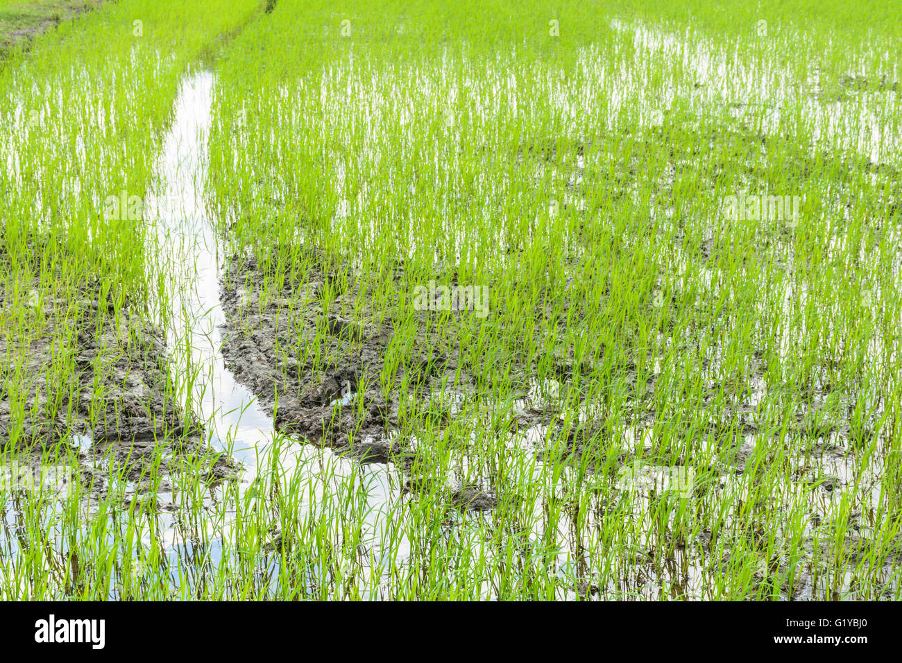 The field of rice Stock Photo - Alamy