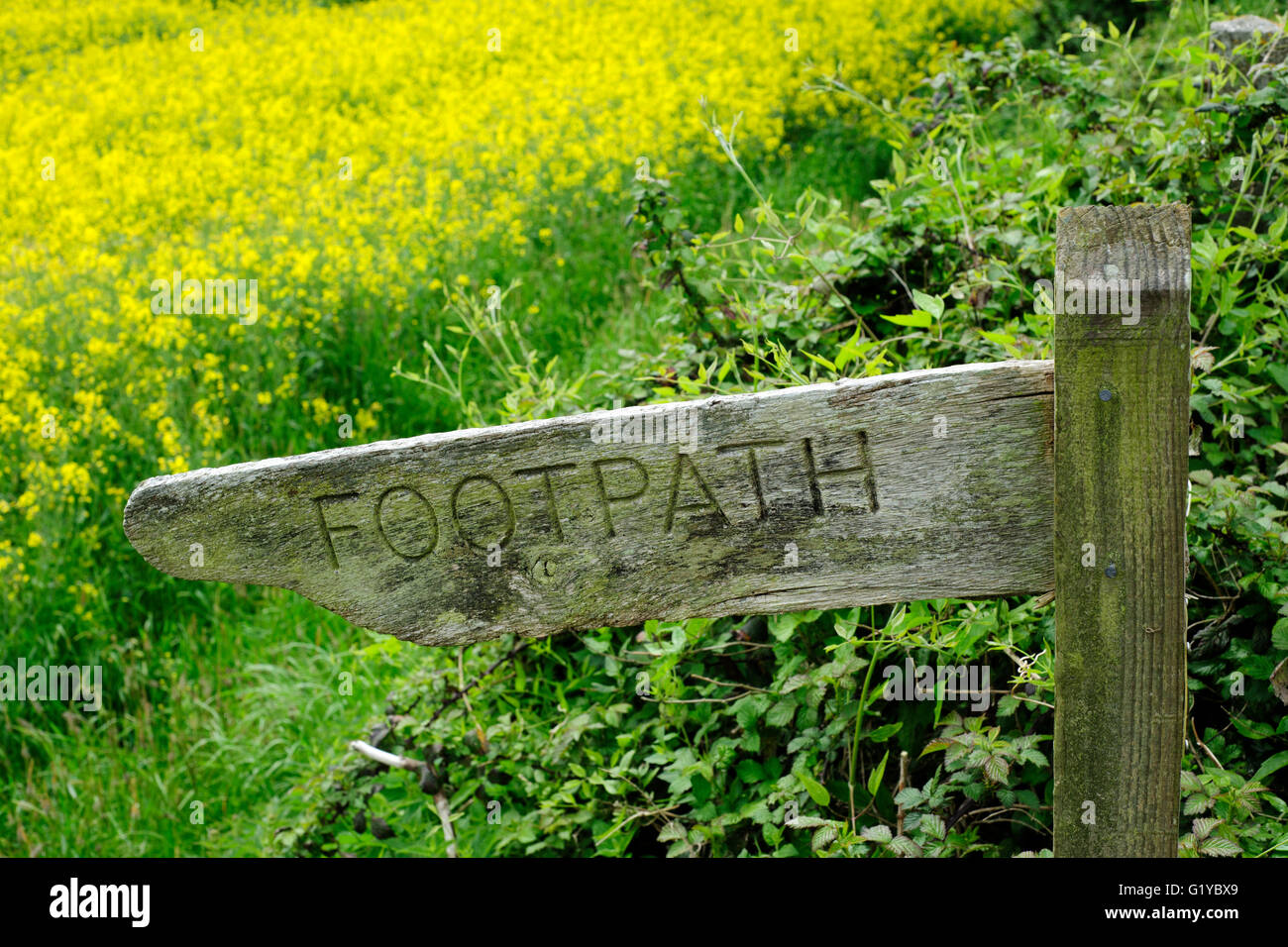 wooden finger post near the south downs way uk Stock Photo - Alamy