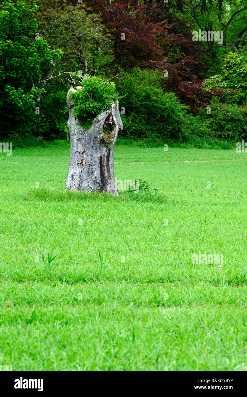dead tree base in field with fresh growth on top england uk Stock Photo ...