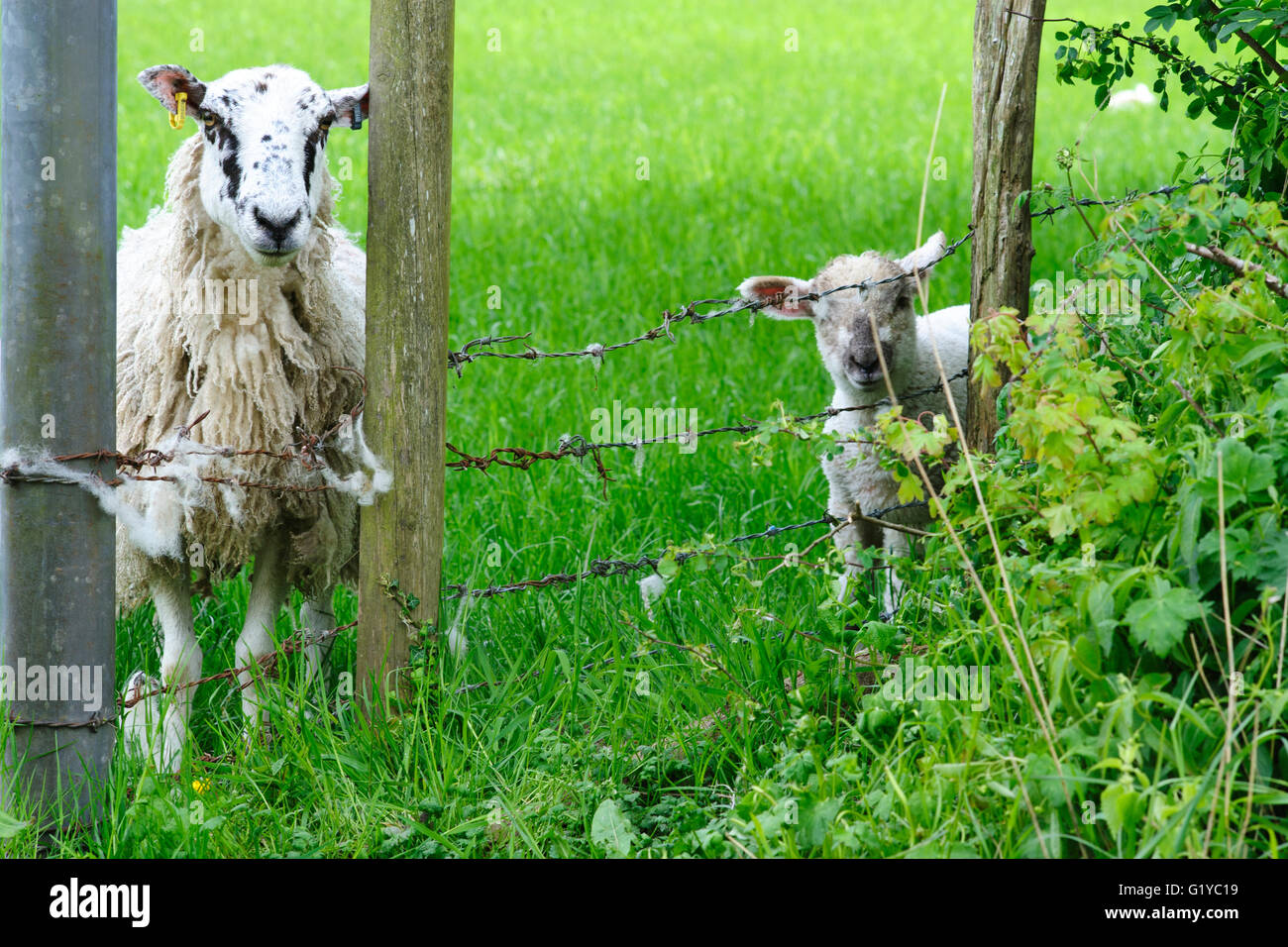 Lamb in the countryside hi-res stock photography and images - Alamy