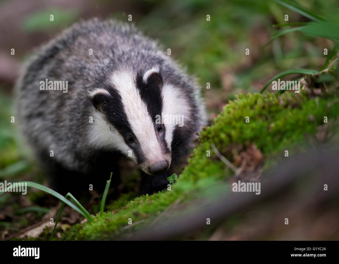 European Badger (Meles meles) cub foraging in woodland Stock Photo - Alamy