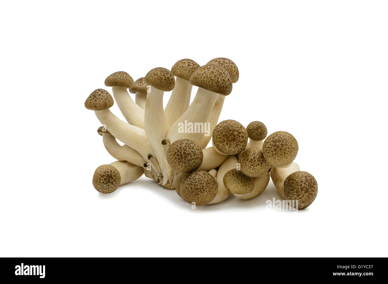 Group shimeji mushrooms isolated hi-res stock photography and images ...