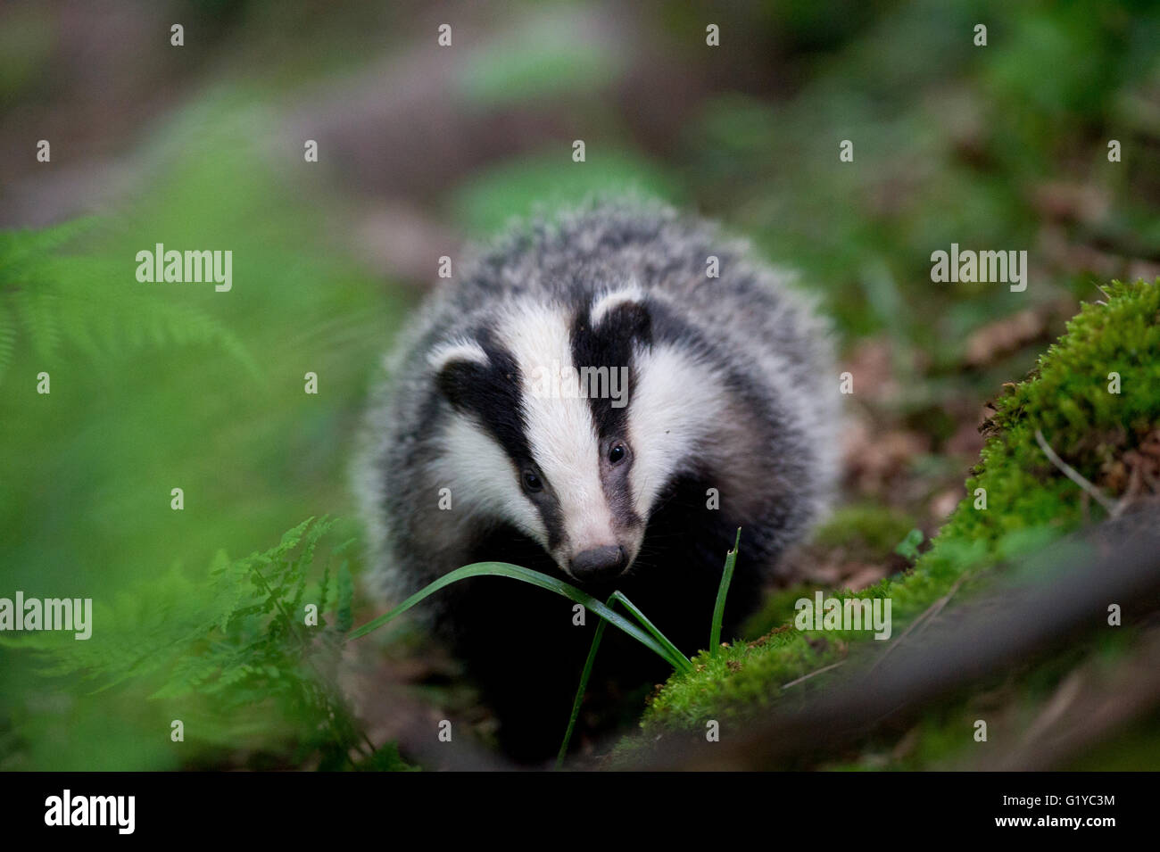 European Badger (Meles meles) cub foraging in woodland Stock Photo - Alamy