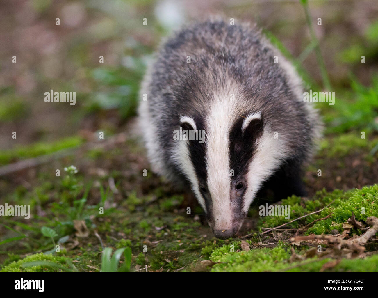 European Badger (Meles meles) cub foraging in woodland Stock Photo - Alamy