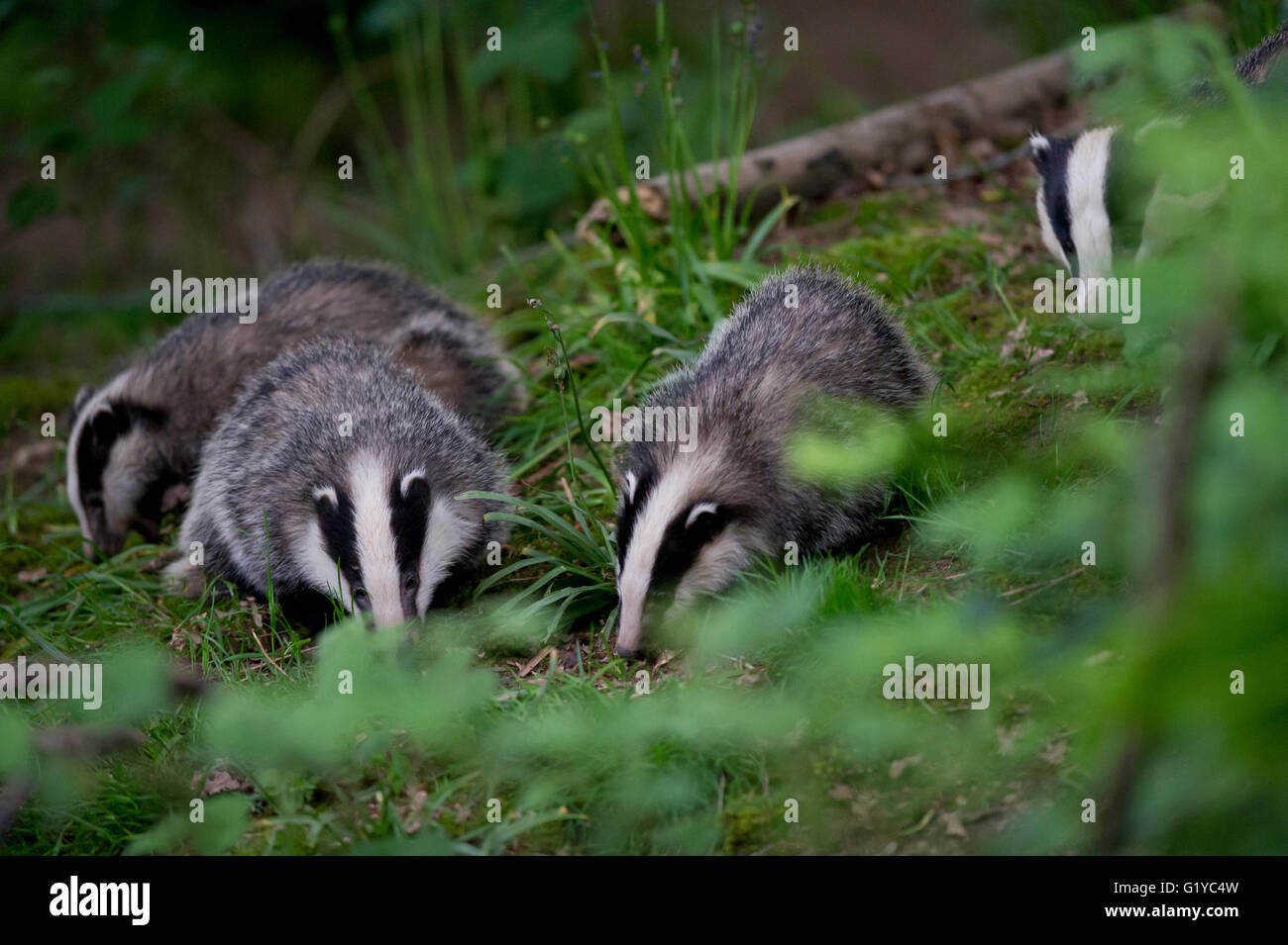 Badgers hi-res stock photography and images - Alamy