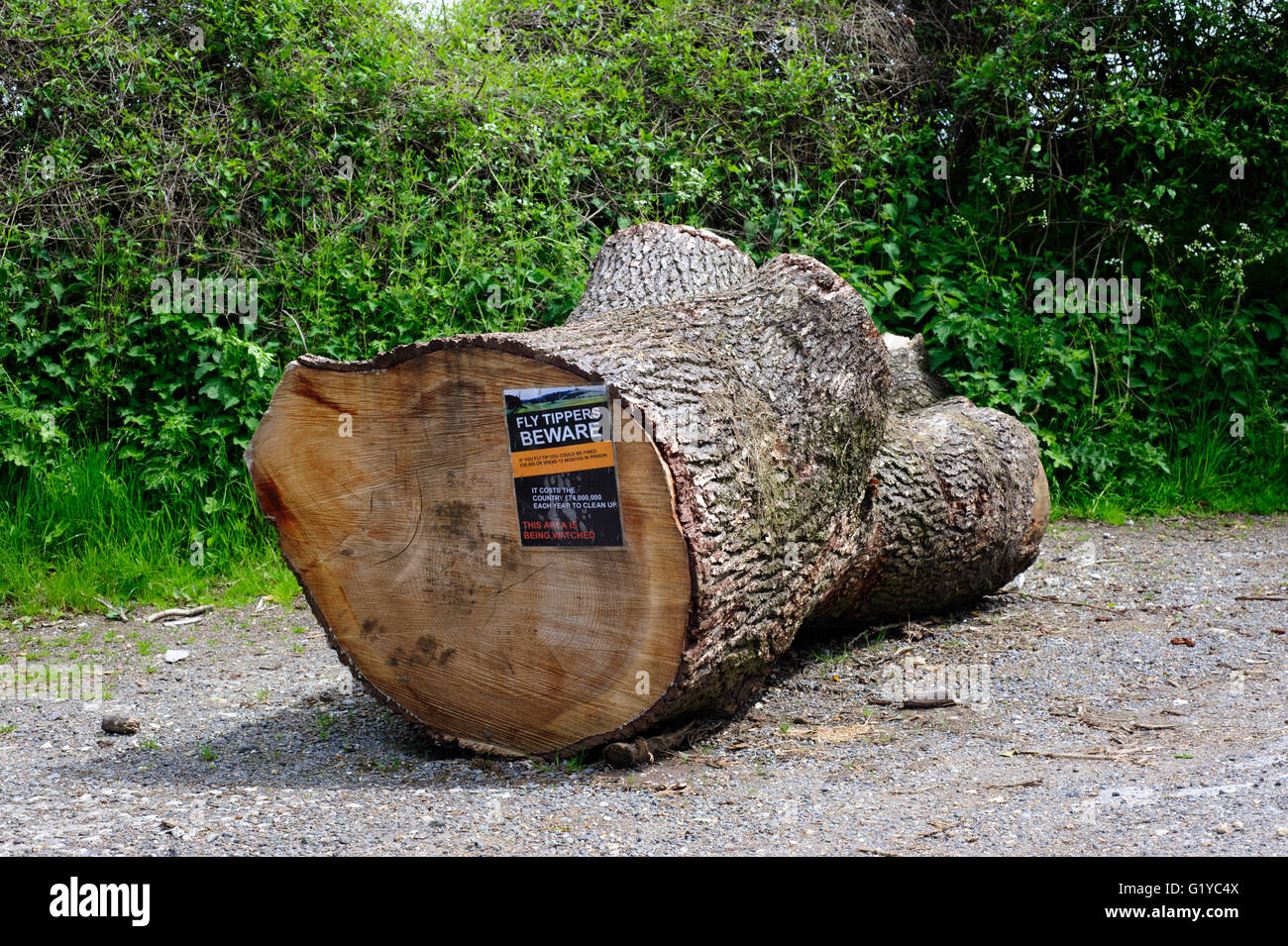 large tree trunk with poster to deter fly tippers in a rural country ...