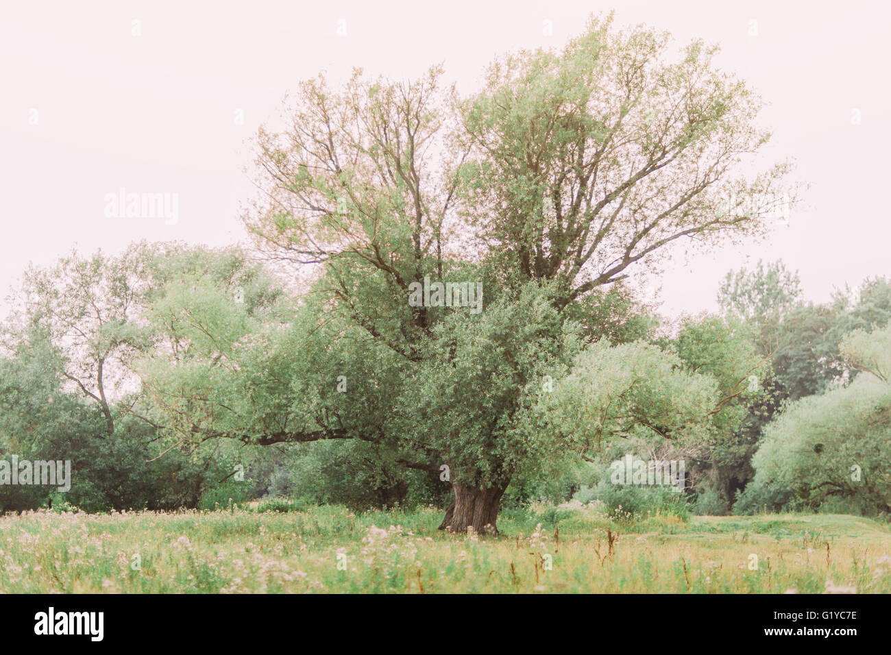 Big tree with fresh green leaves on spring meadow Stock Photo - Alamy