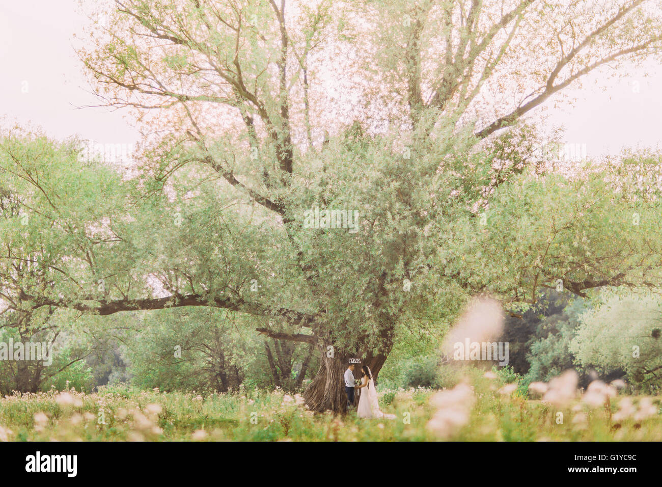 Happy young bride and groom posing under a big tree with fresh green ...