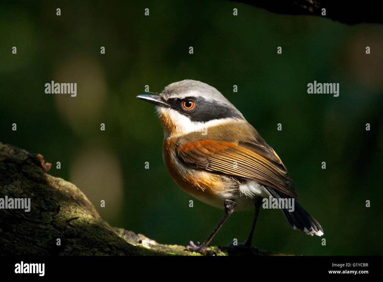 Batis capensis dimorpha hi-res stock photography and images - Alamy