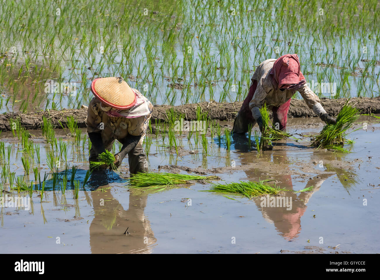 Rice fields, Java, Indonesia Stock Photo - Alamy