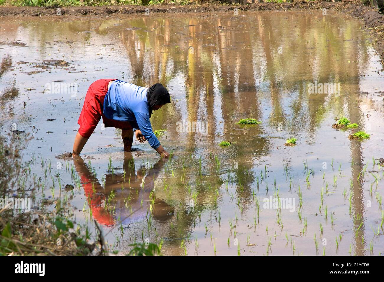 Rice fields, Sumberawan, East Java Indonesia Stock Photo - Alamy