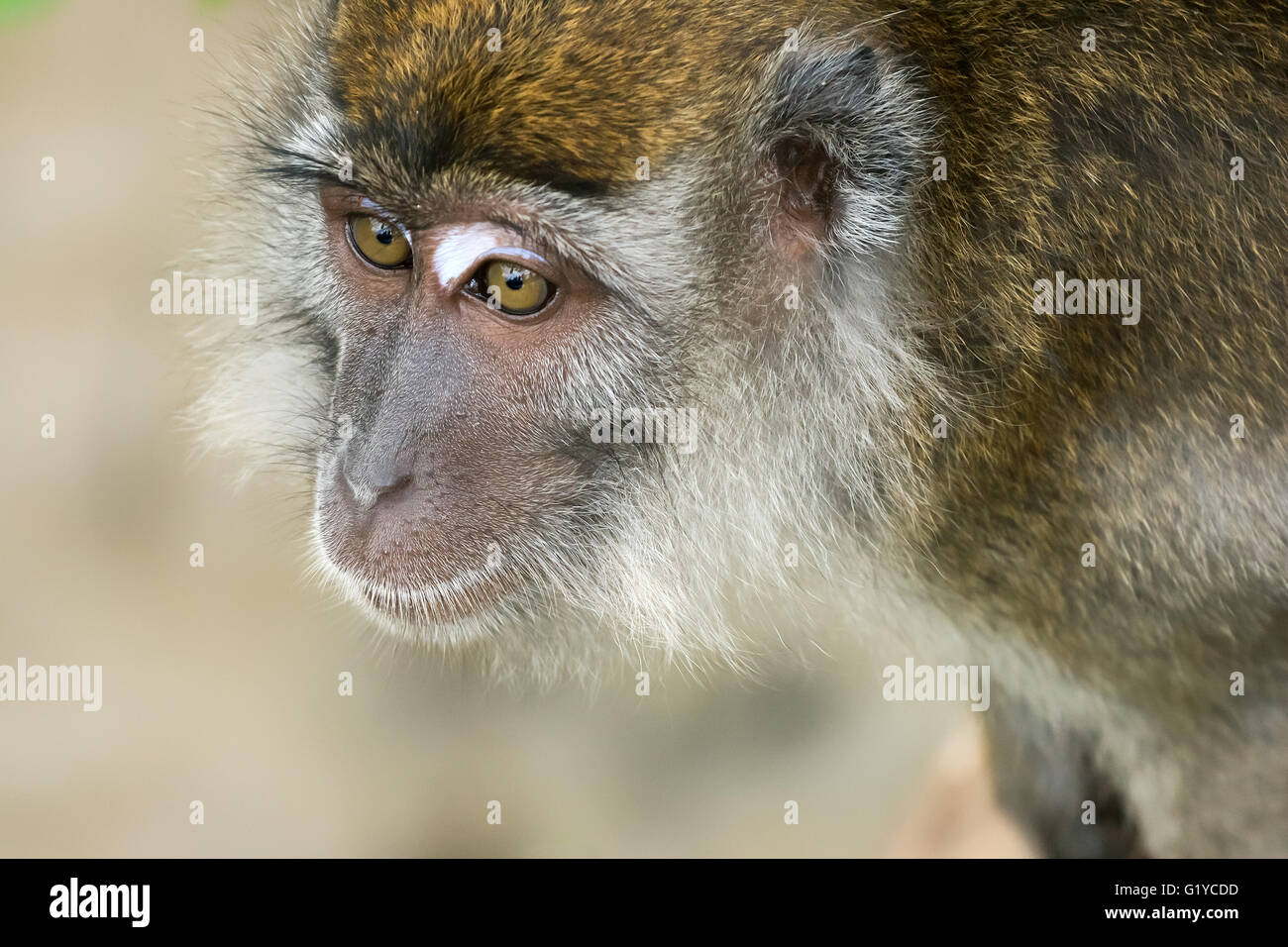 Macaque monkey borneo hi-res stock photography and images - Alamy