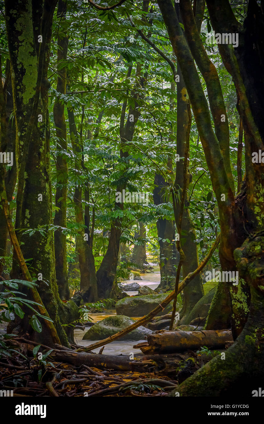 Inside the oldest Tropical Rainforest in the World Stock Photo - Alamy