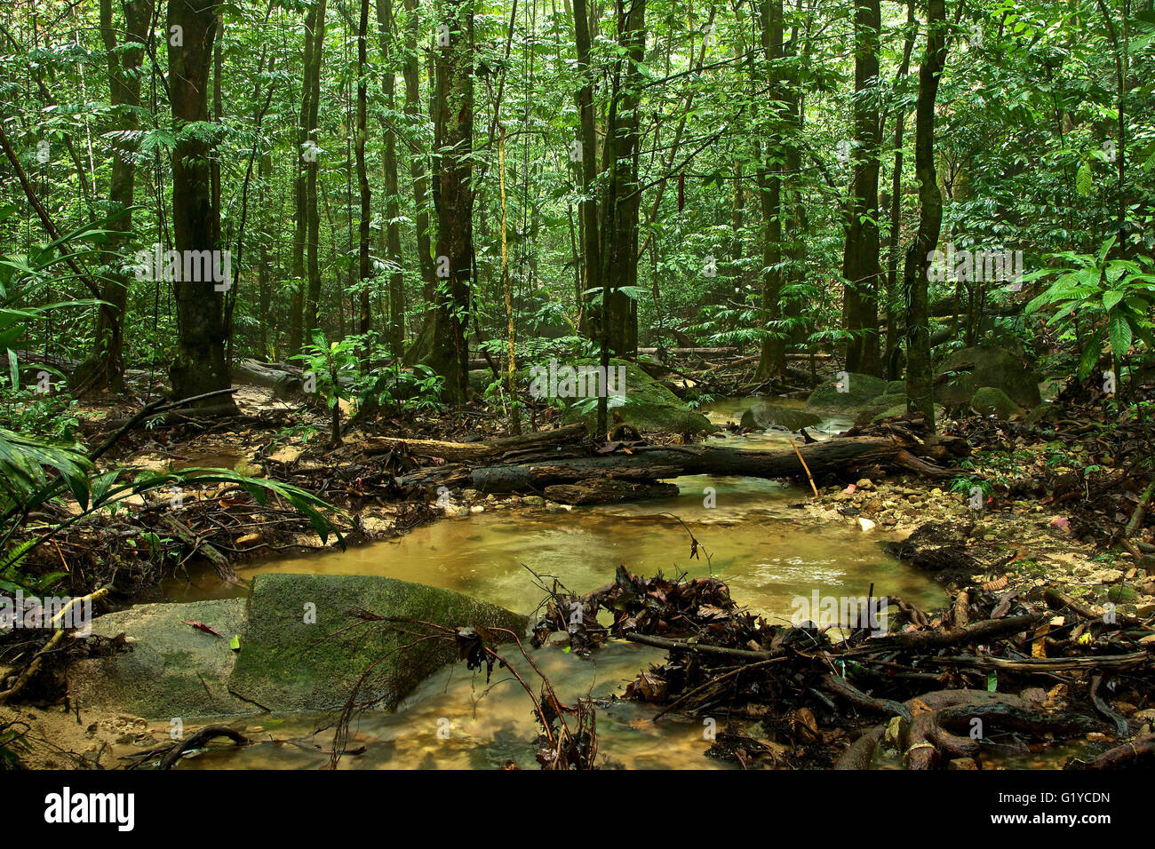 Inside the rainforest hi-res stock photography and images - Alamy
