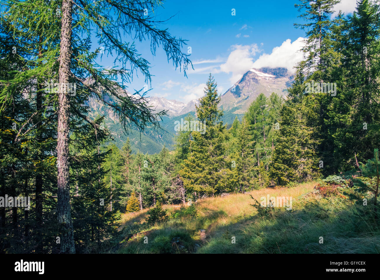 Mountain forest in Italy Stock Photo - Alamy