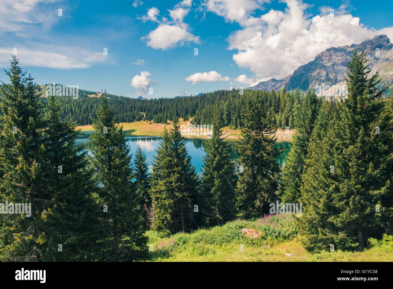 Mountain forest in Italy Stock Photo - Alamy