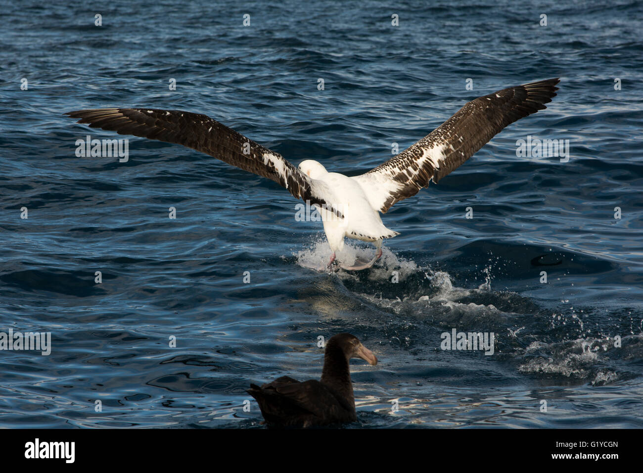 Wandering Albatross starting from the Pacific Ocean near the coast of ...