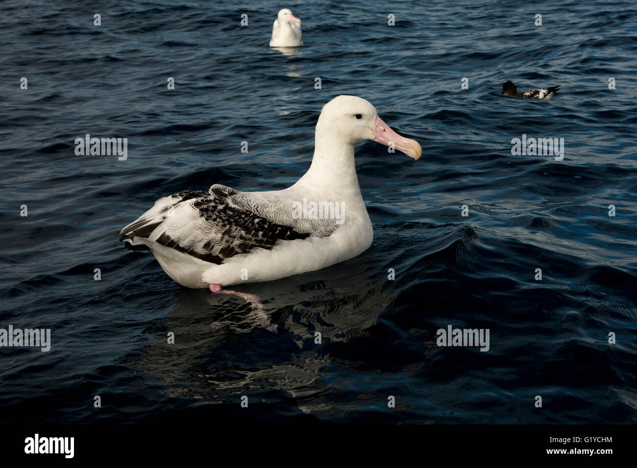 Wandering Albatross swimming oin the Pacific Ocean near the coast of ...