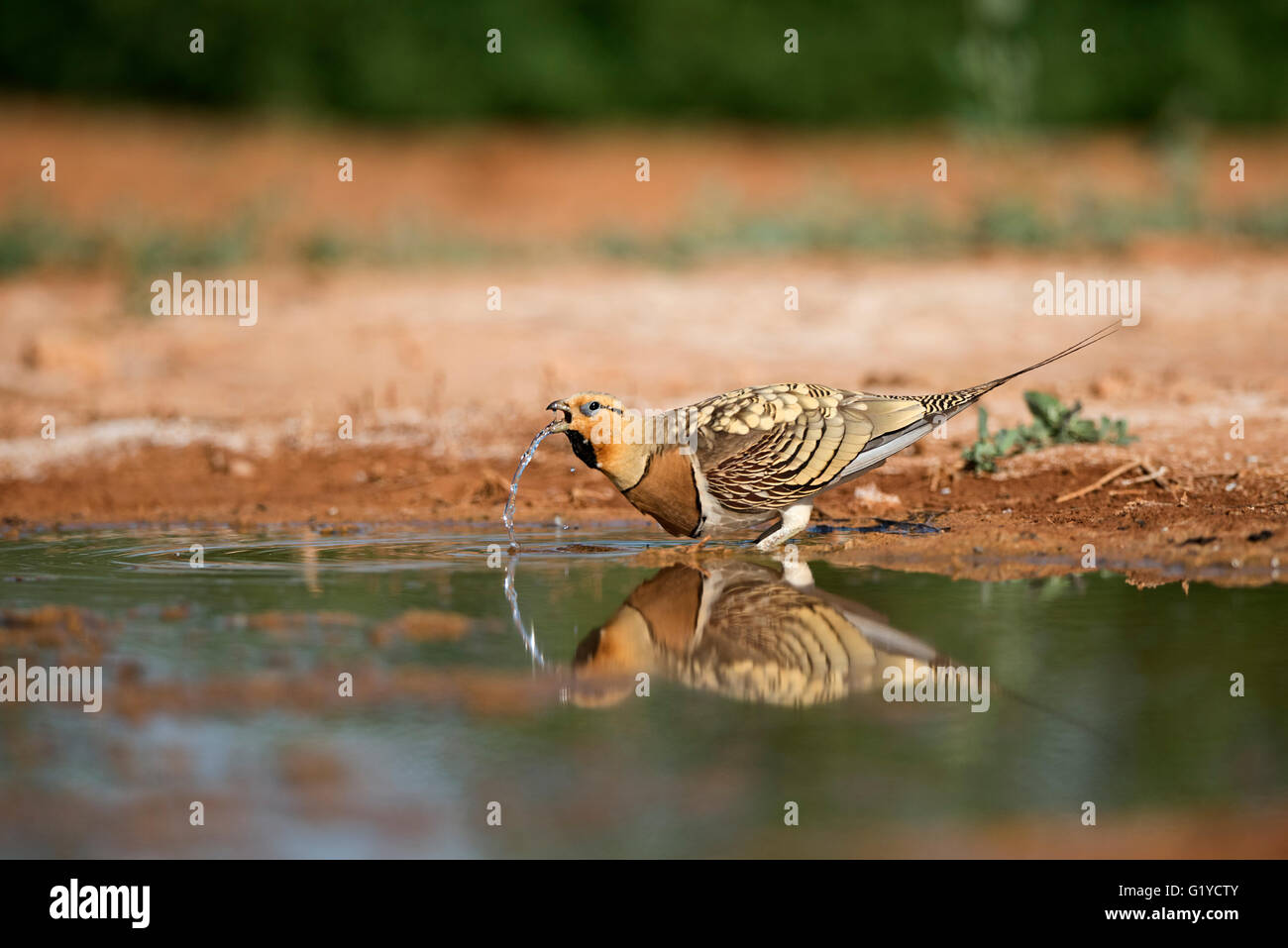 Pin-tailed Sandgrouse Pterocles alchata drinking at pool Belchite ...