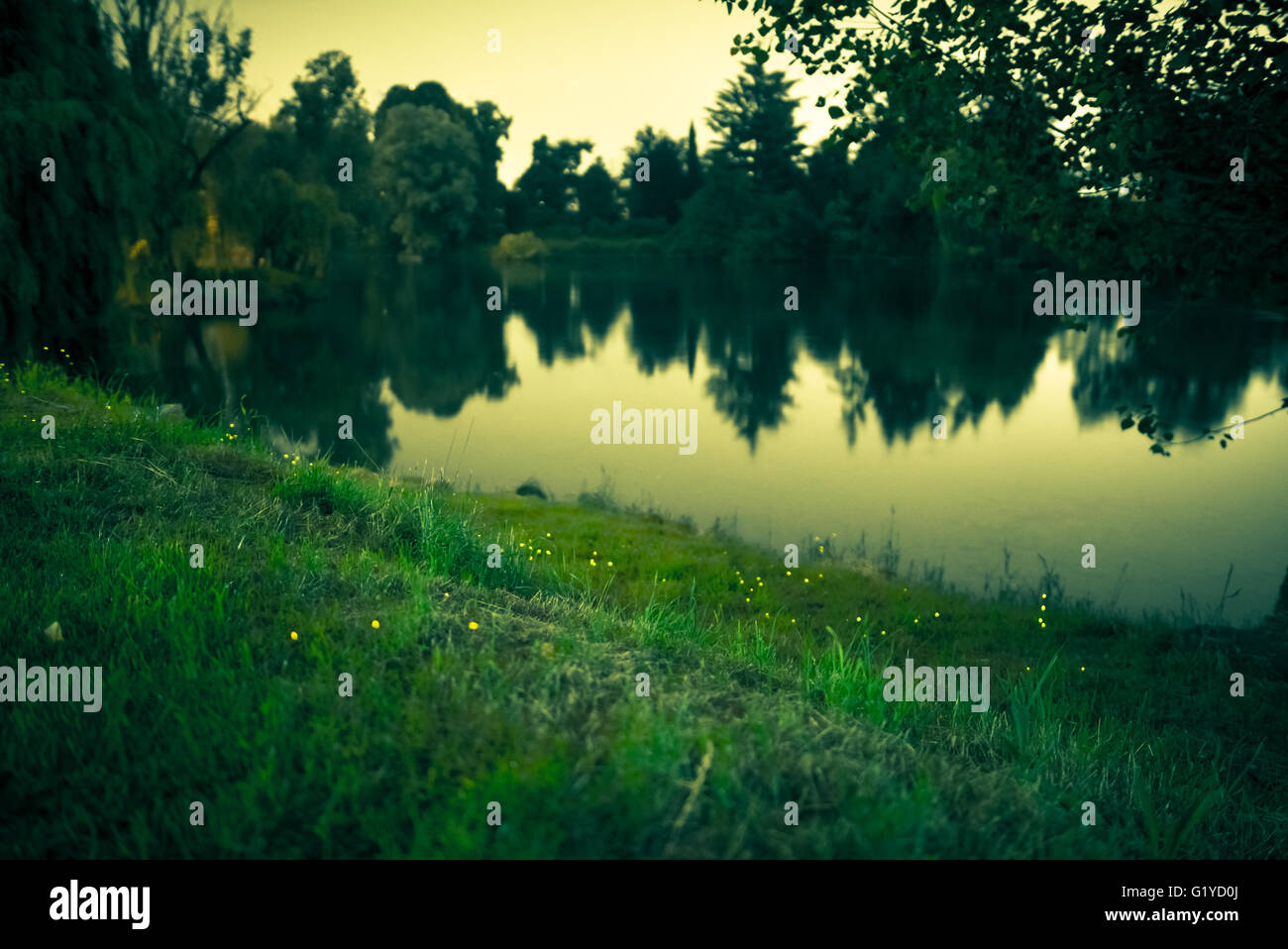 Fireflies by the River in the Night Stock Photo - Alamy