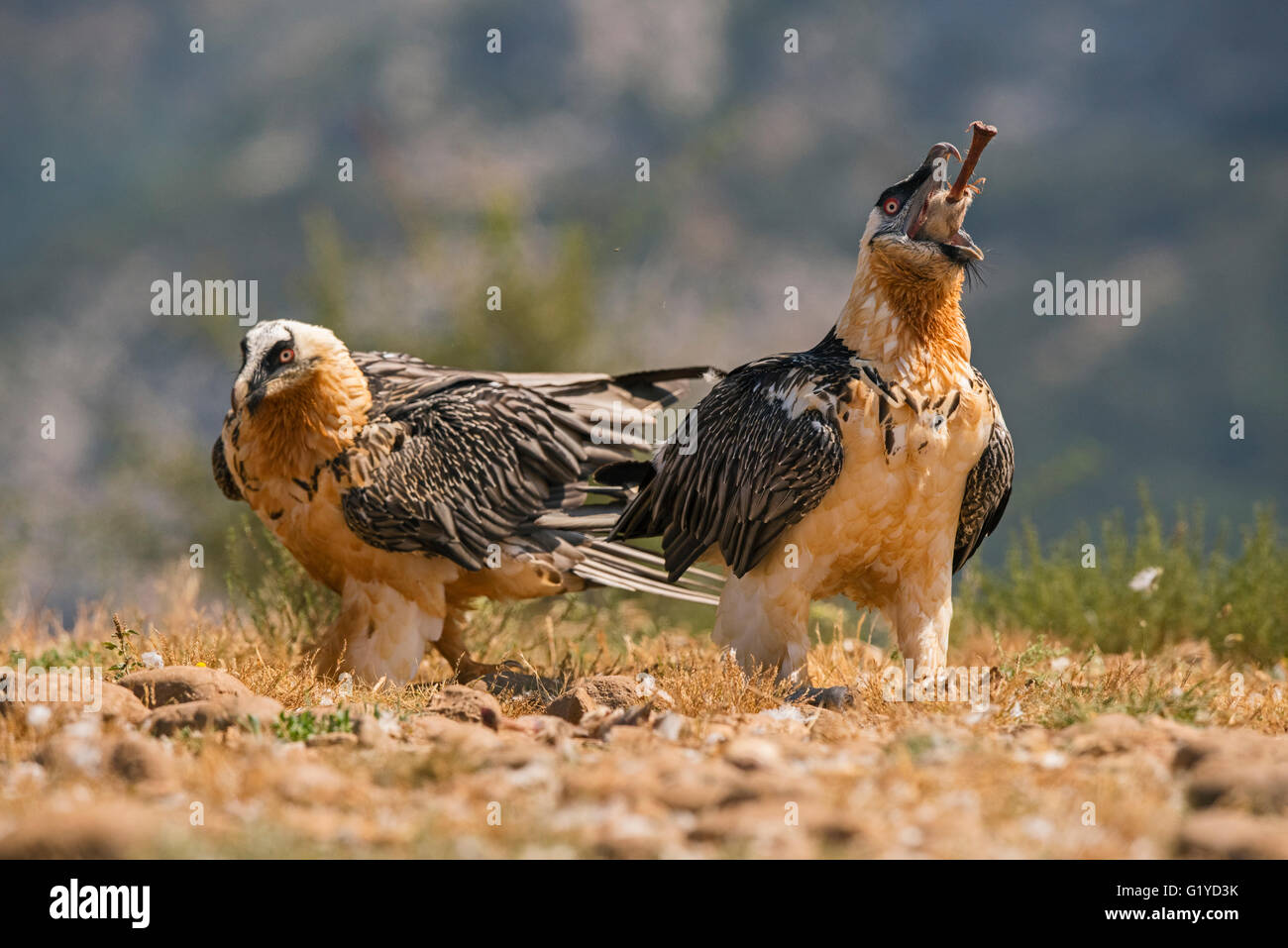 Bearded Vulture (Lammergeyer) Gypaetus barbatus adult swallowing leg ...