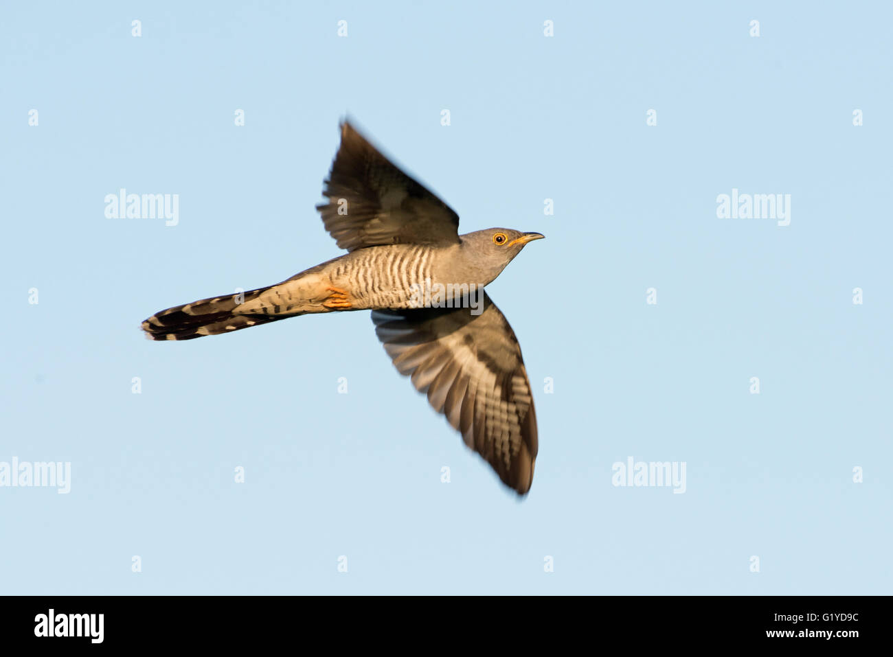 Cuckoo cuculus canorus bird flight fly flying norfolk titchwell hi-res ...