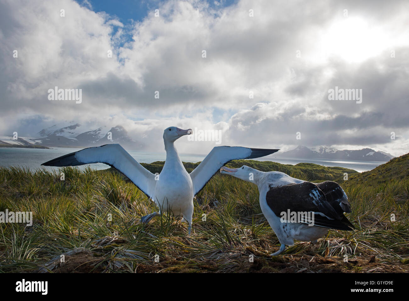 Wandering Albatross Diomeda exulans pair displaying on Albatross Island ...