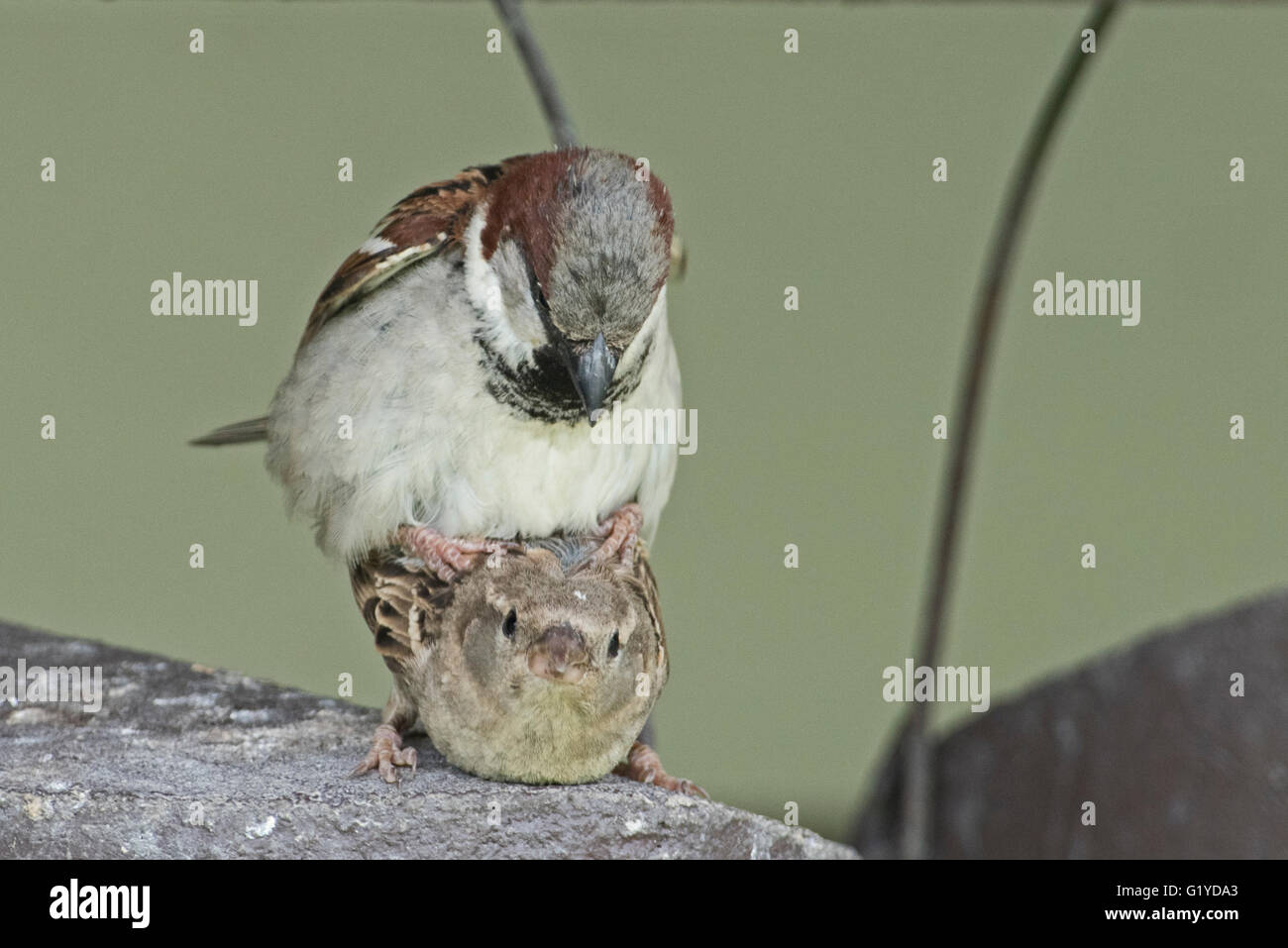 House Sparrow Passer domesticus pair mating on top of nestbox at ...
