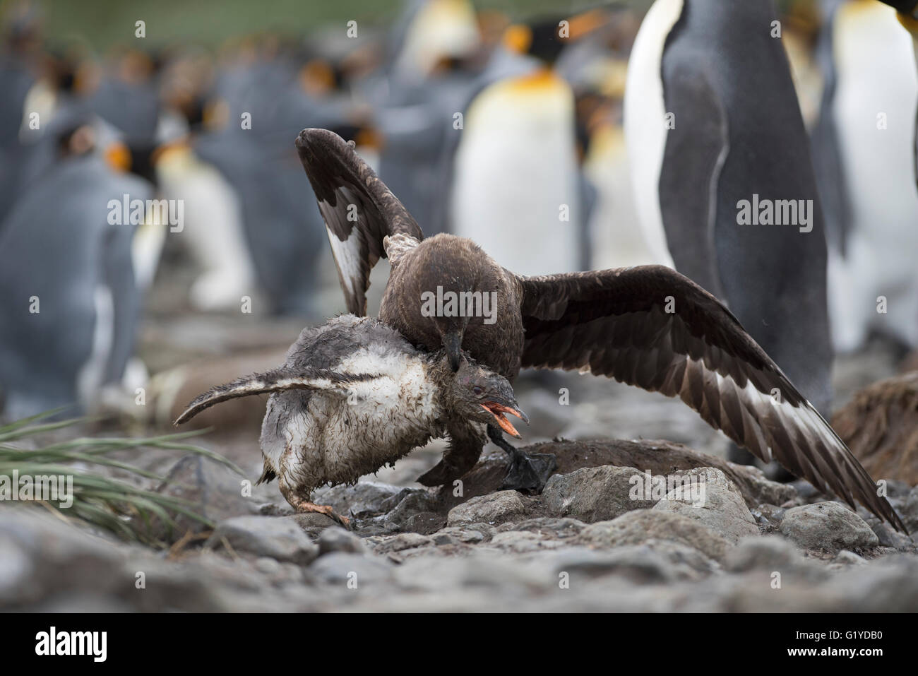 Brown Skua Stercorarius antarcticus attacking a Gentoo Penguin ...