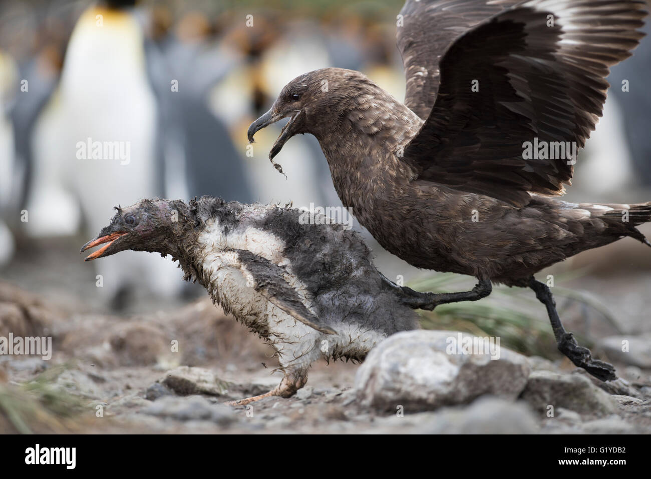 Penguins Attack Of The Killer What Eats A Penguin? What Do Penguins